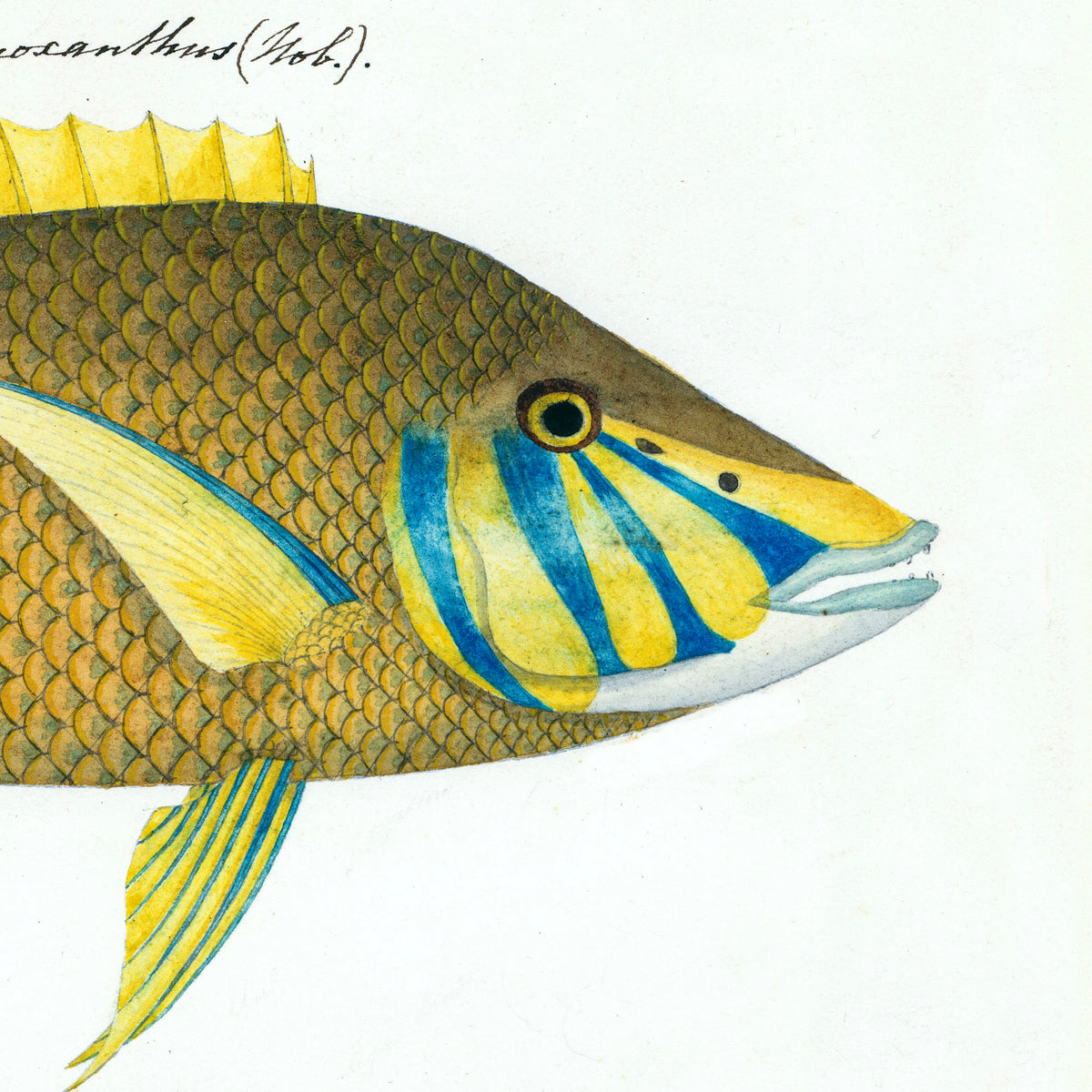 Fish – Australia Prints