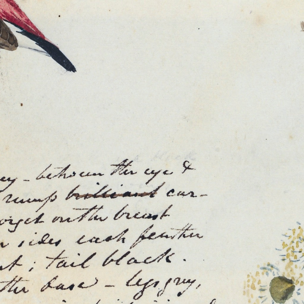 Diamond Firetail – Australia Prints