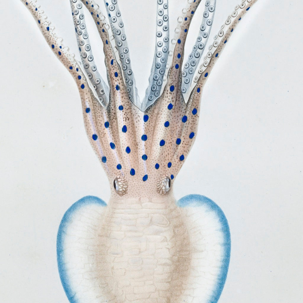 Octopus – Australia Prints