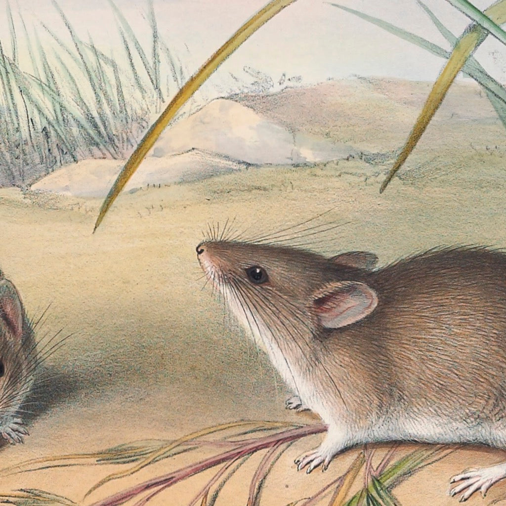 New Holland Mouse – Australia Prints